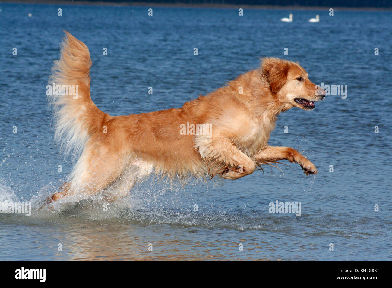 running Golden Retriever Stock Photo - Alamy