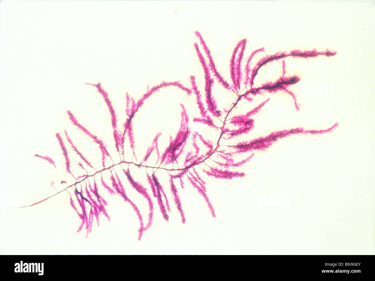 Dasya pedicellata seaweed Stock Photo - Alamy