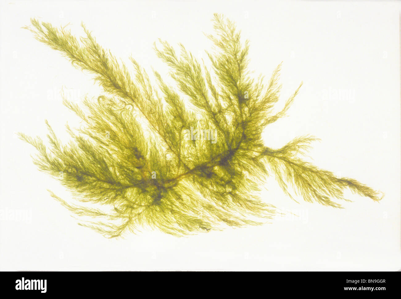 Desmarestia viridis seaweed Stock Photo - Alamy