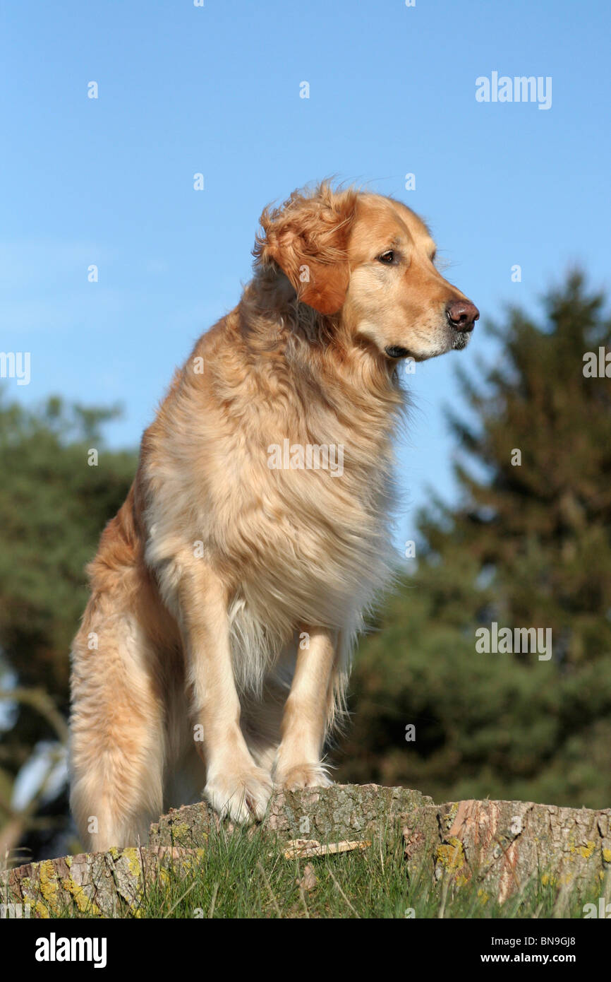 standing Golden Retriever Stock Photo - Alamy