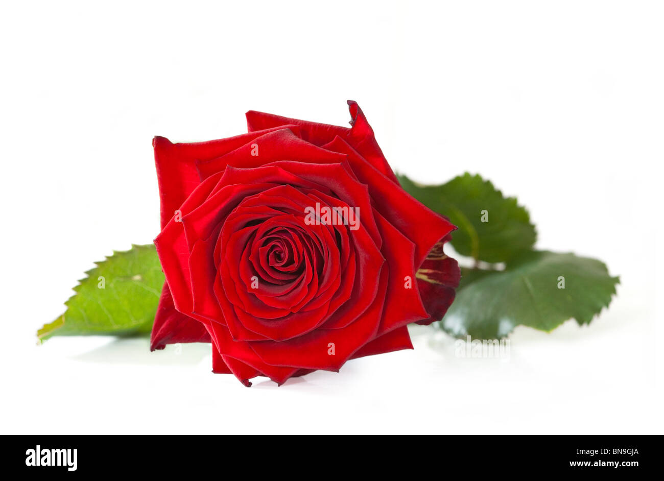 close-up of red rose Stock Photo - Alamy