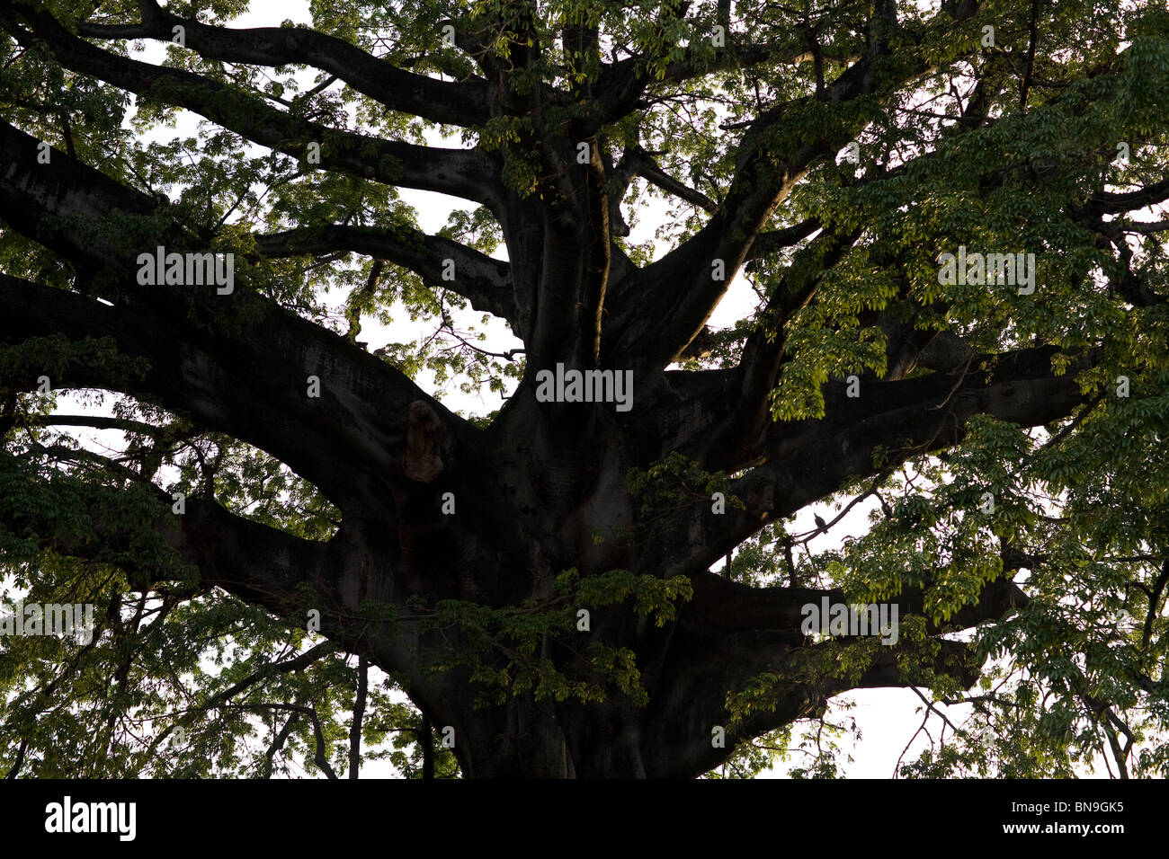 Cotton tree in centre of Freetown, Sierra Leone Stock Photo - Alamy