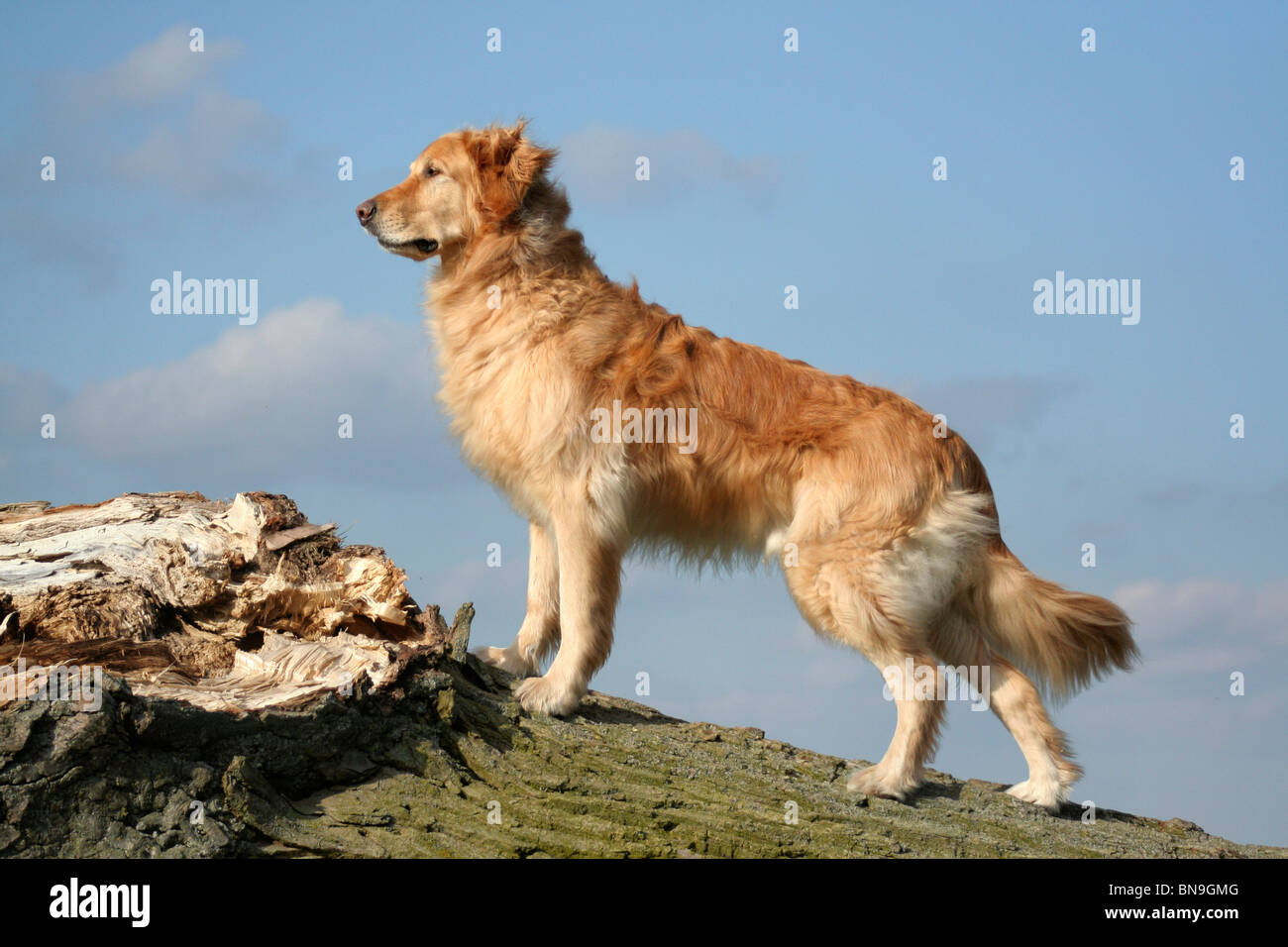 standing Golden Retriever Stock Photo - Alamy