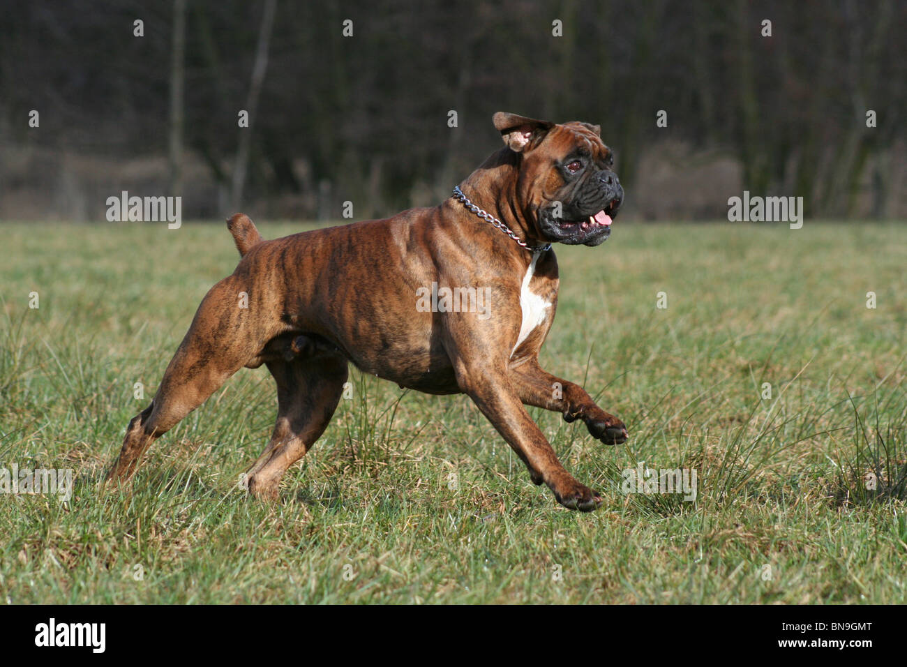 Running boxer hi-res stock photography and images - Alamy
