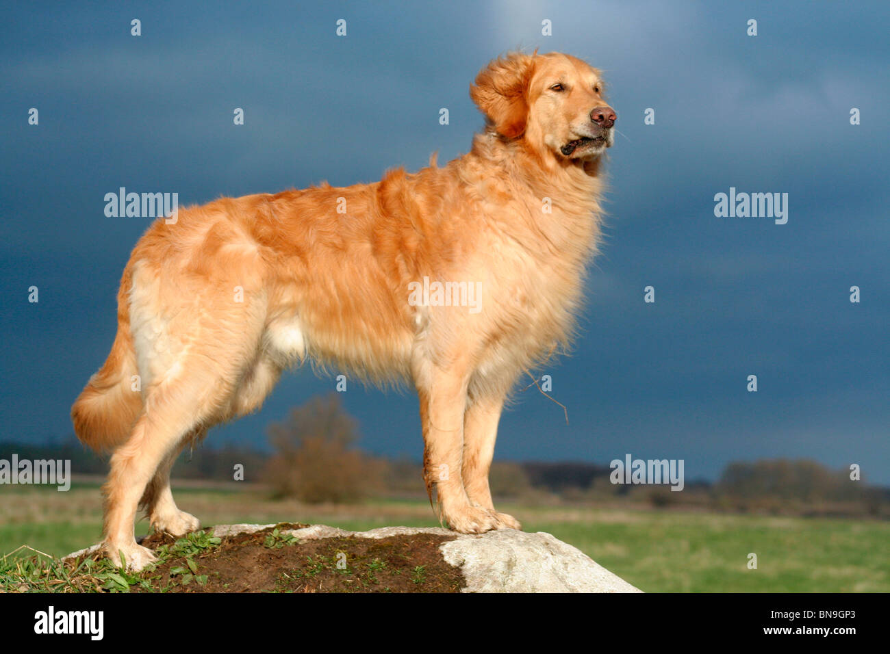 standing Golden Retriever Stock Photo - Alamy