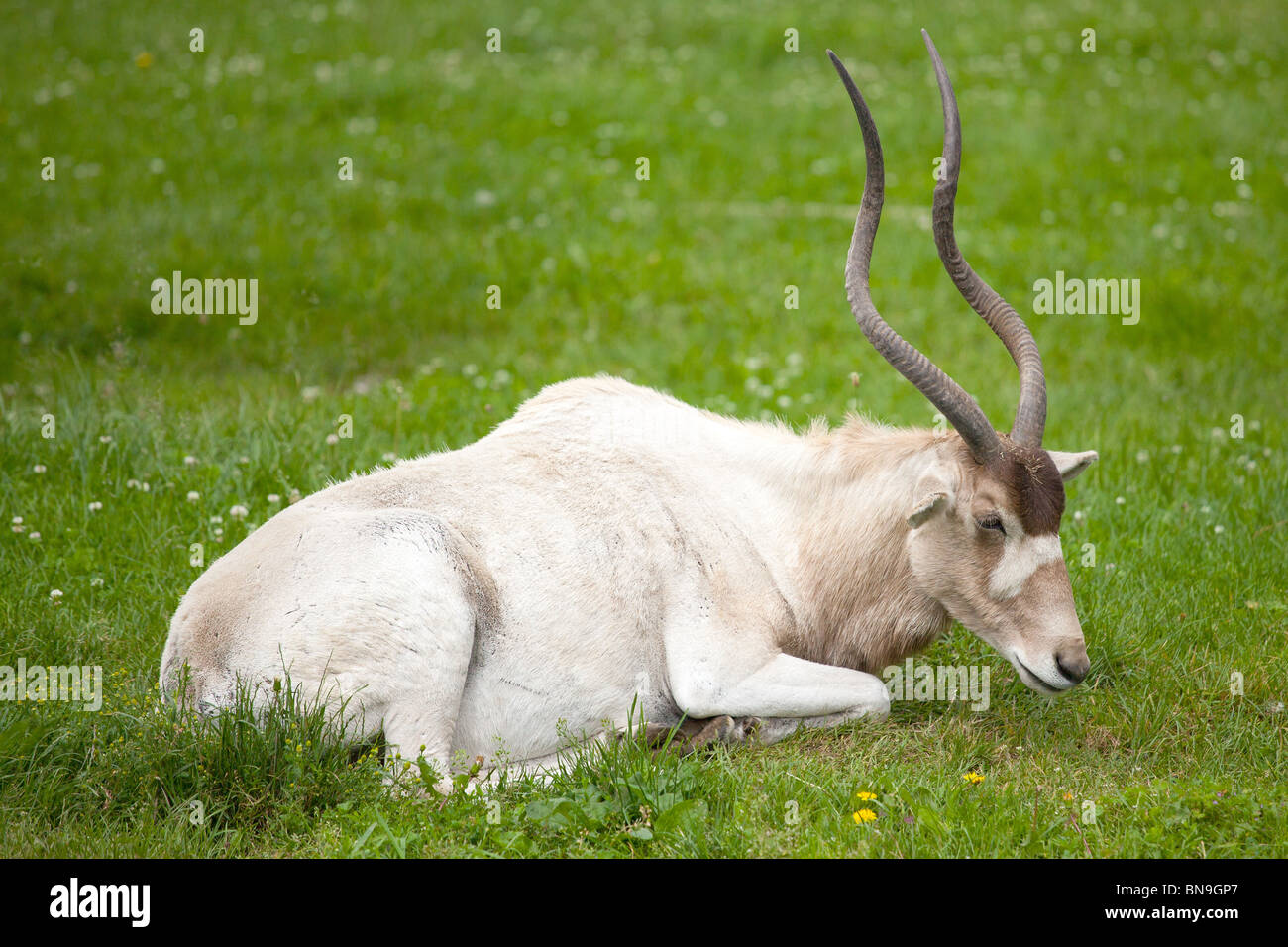 addax at zoo Stock Photo - Alamy