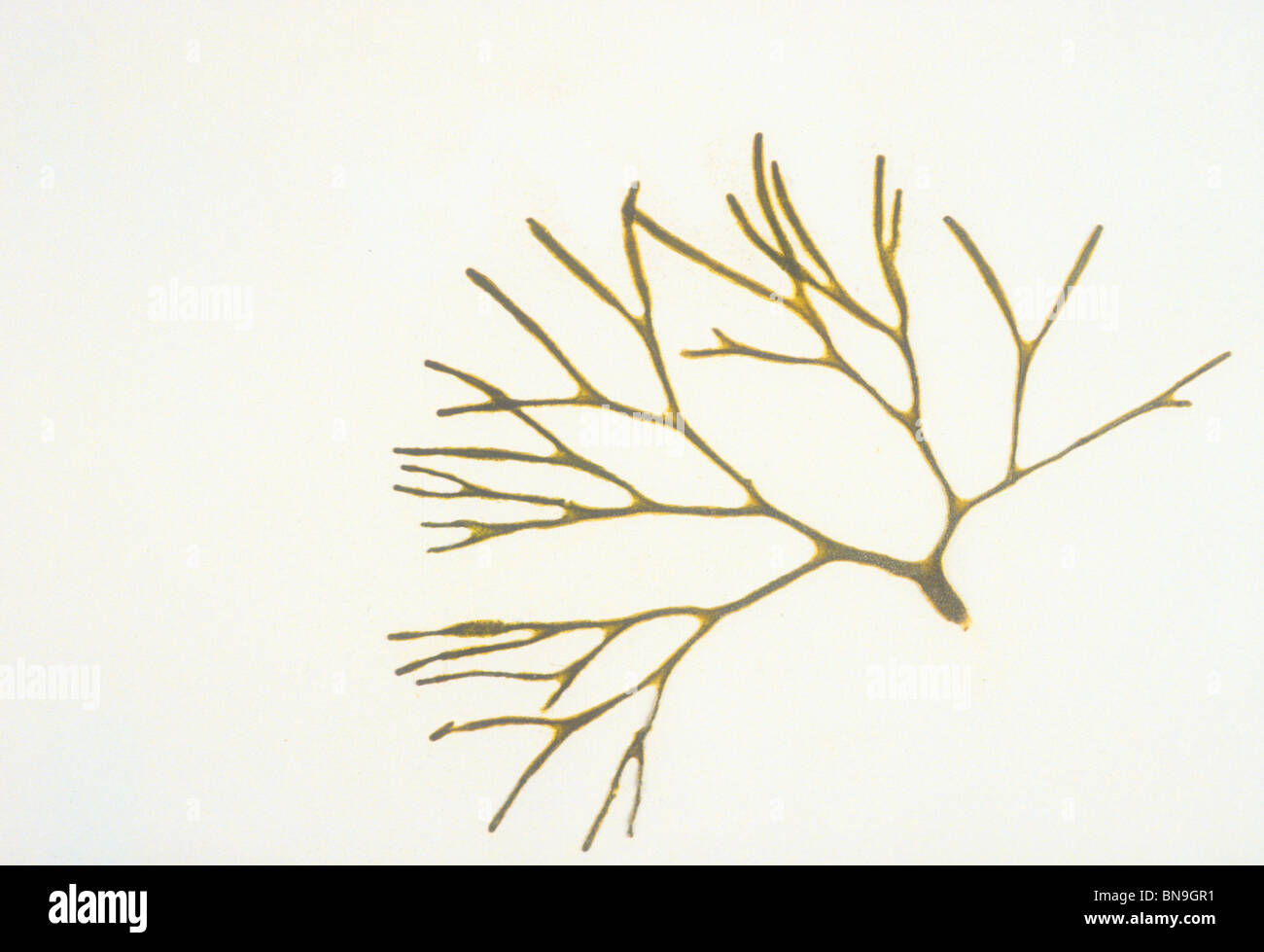 Codium fragile seaweed Stock Photo - Alamy