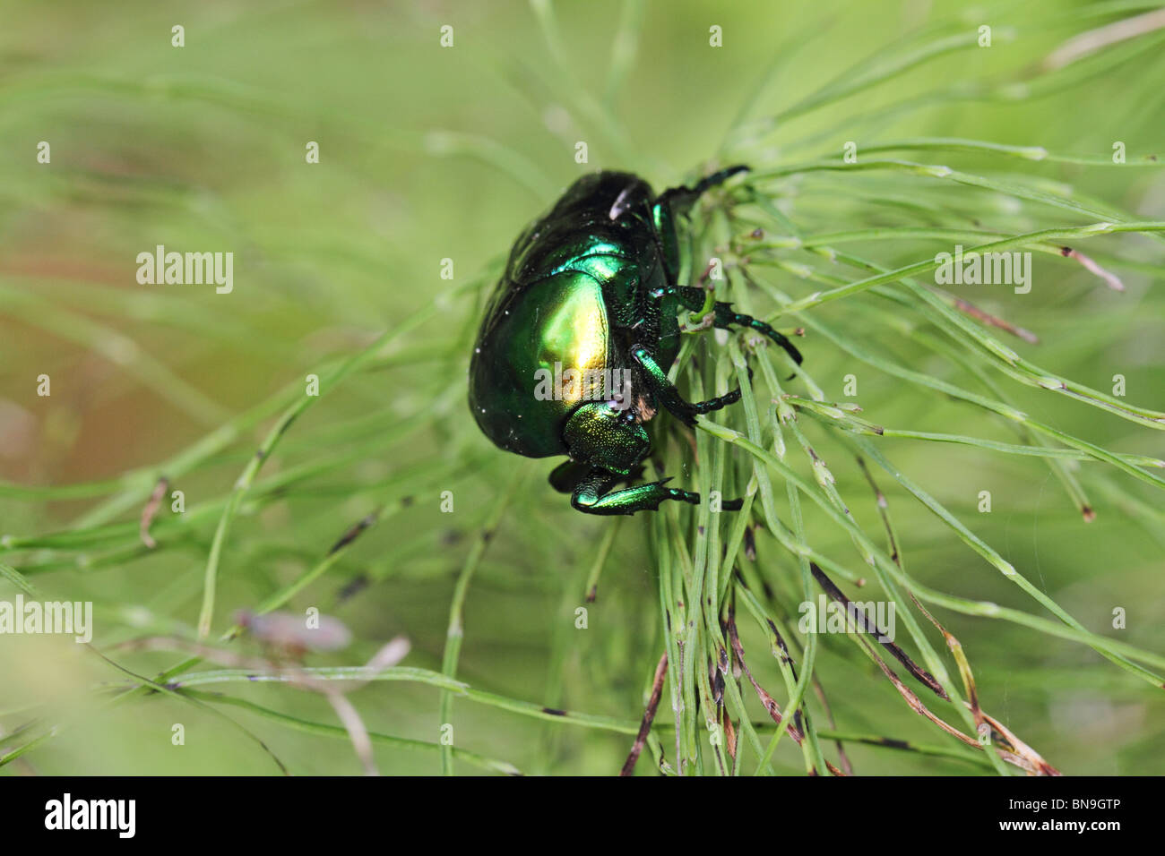 Protaetia aeruginosa hi-res stock photography and images - Alamy