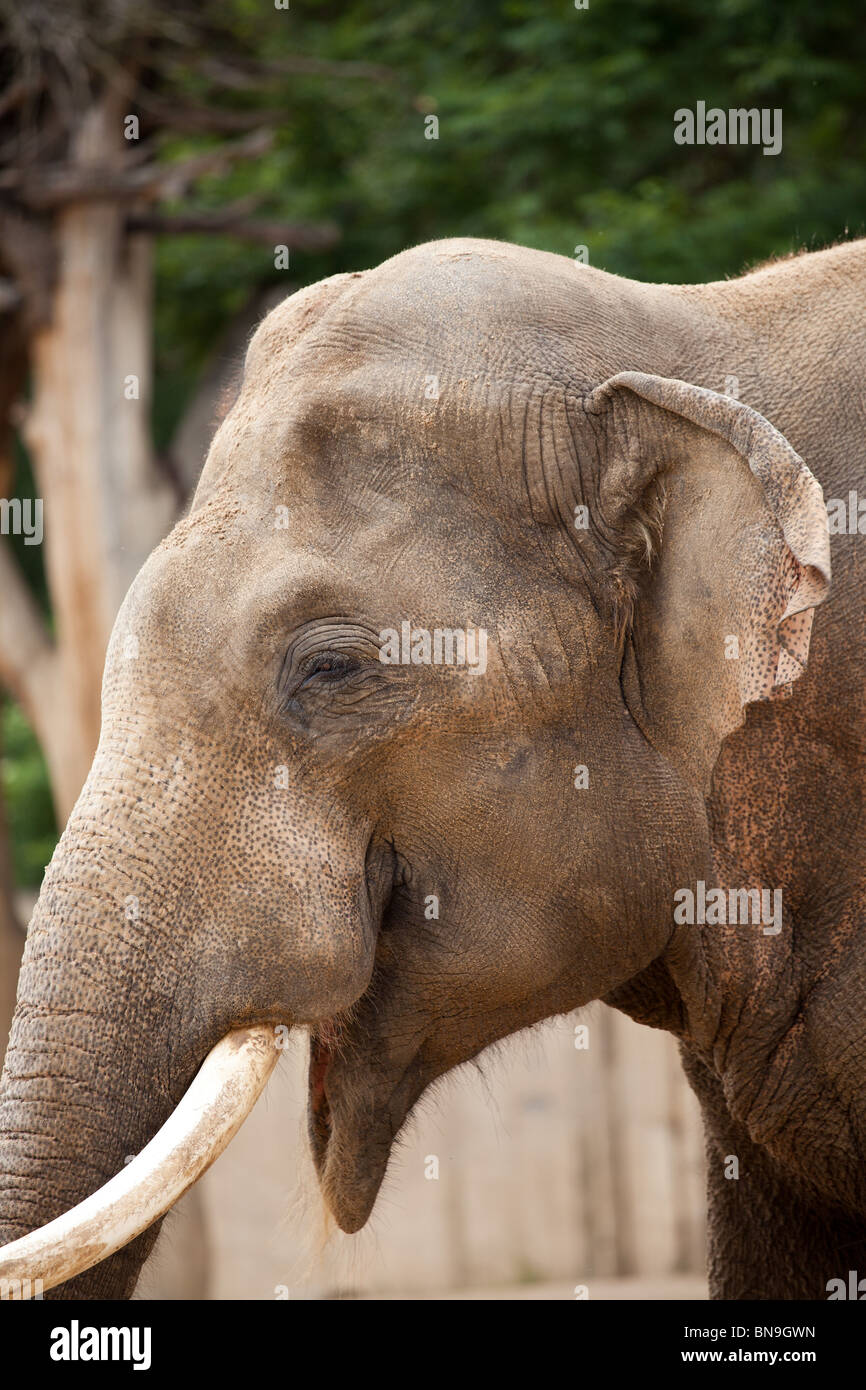 Zoo mammal hi-res stock photography and images - Alamy