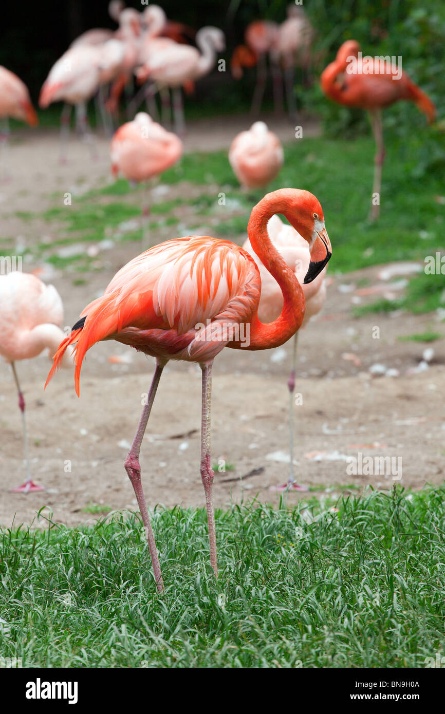 flamingo at zoo Stock Photo - Alamy
