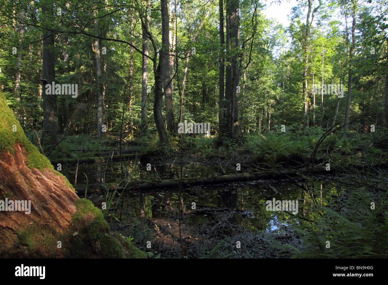 Alder carr in Bialowieza, eastern Poland Stock Photo - Alamy