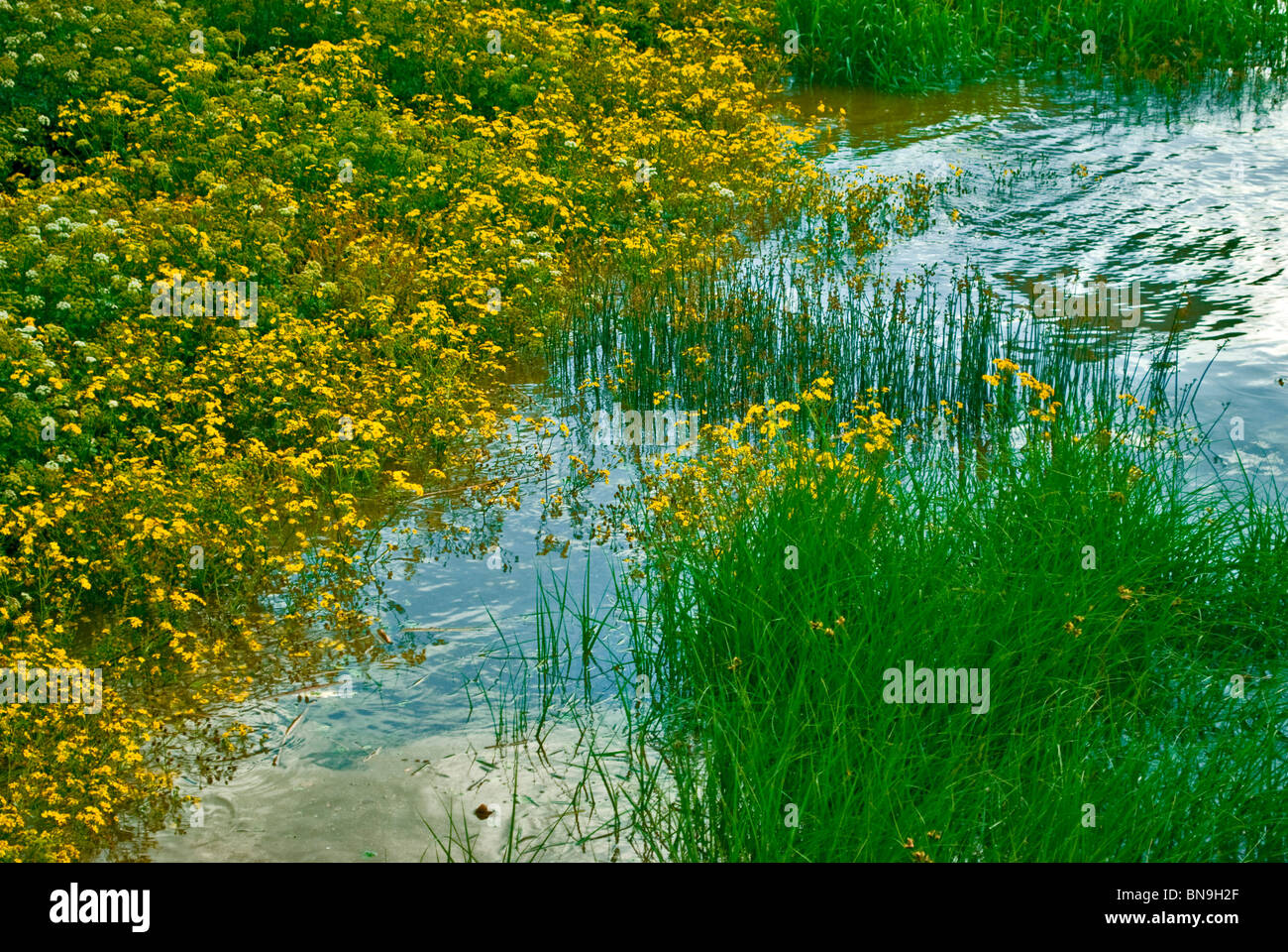 Thames water hi-res stock photography and images - Alamy
