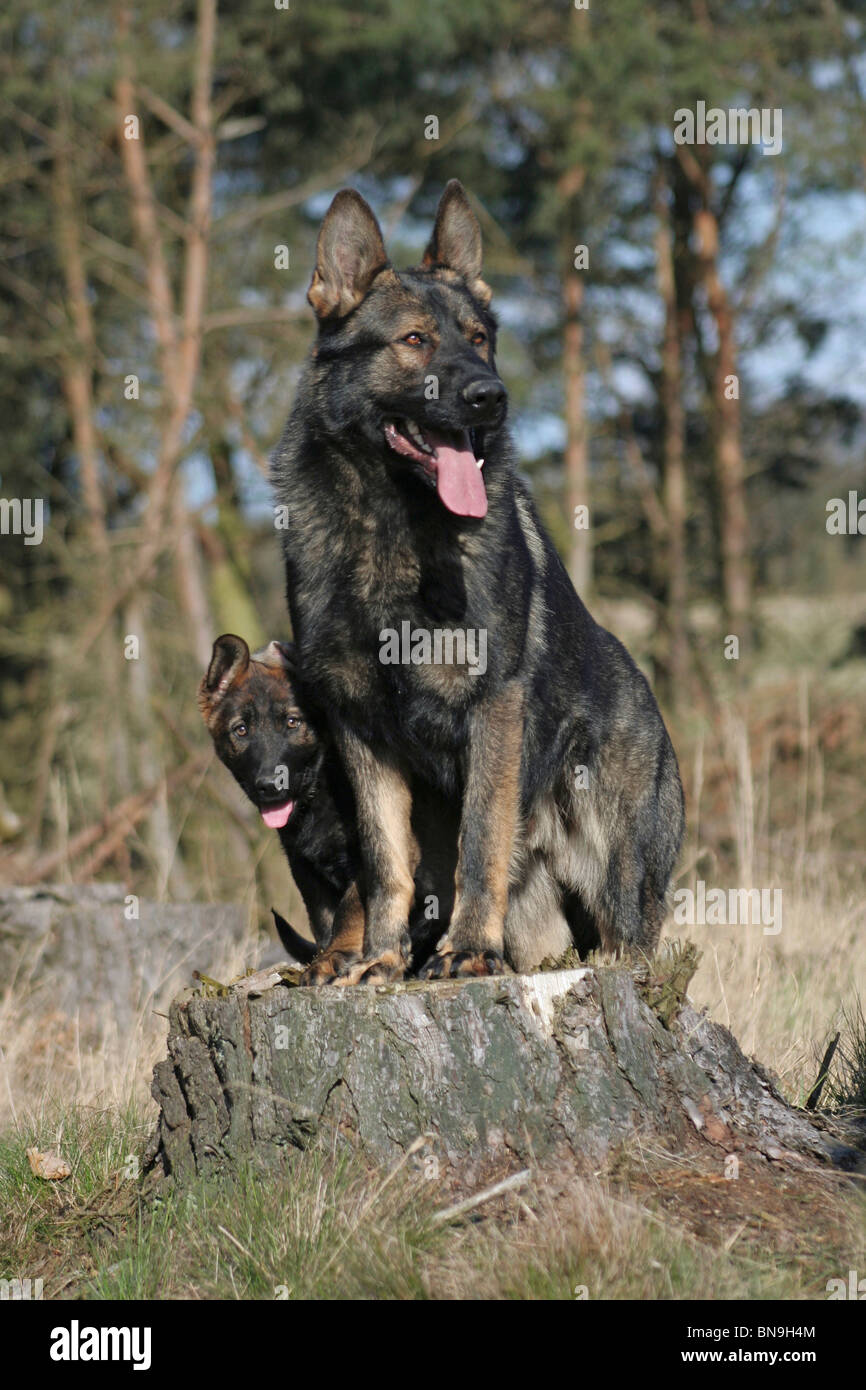 adult & junior German Shepherd Stock Photo - Alamy