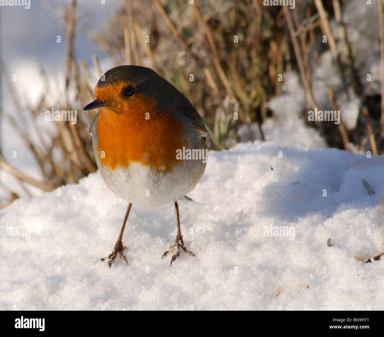 Robin winter scene hi-res stock photography and images - Alamy