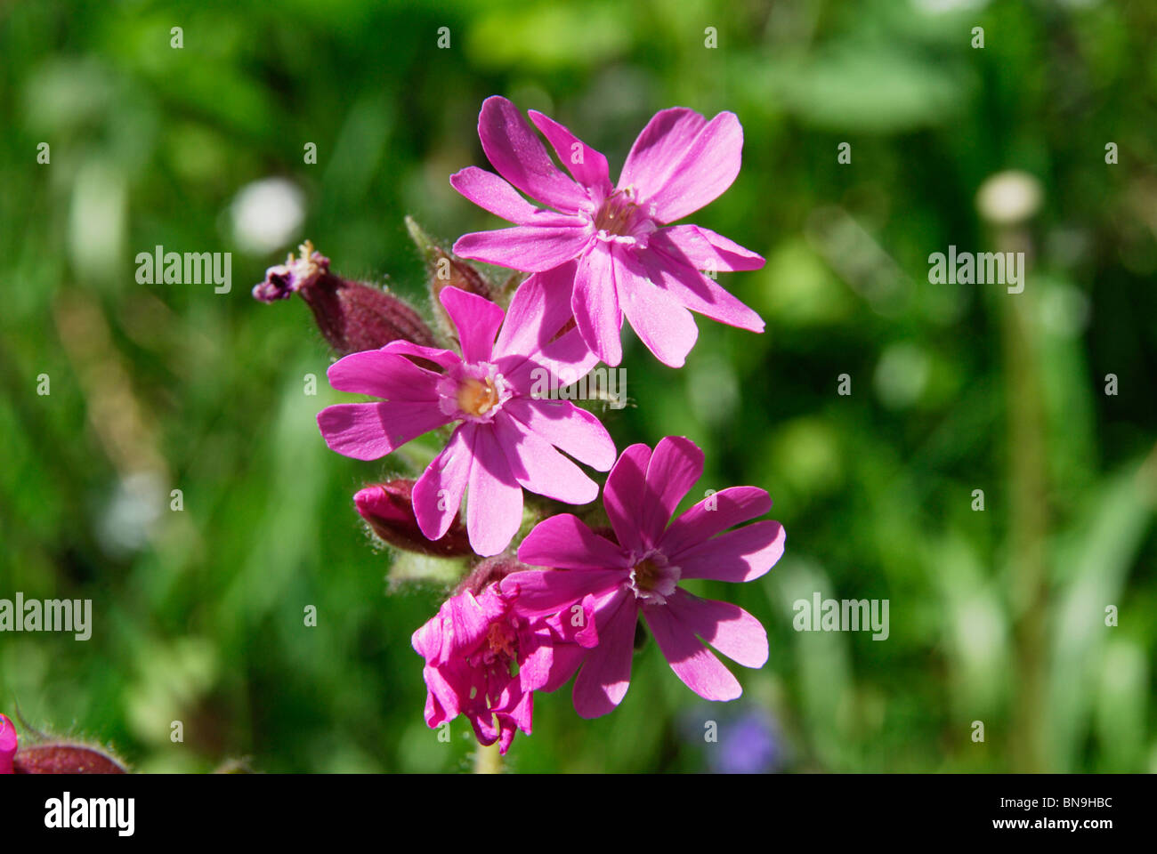 Red Campion Flowers at Woodland Edge in May Stock Photo - Alamy