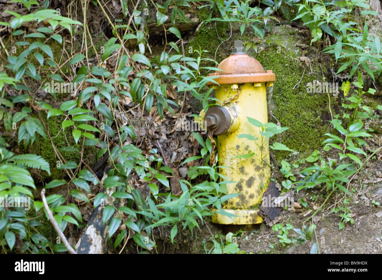 Fire water hydrant in forest surrounded by low bushes Stock Photo - Alamy