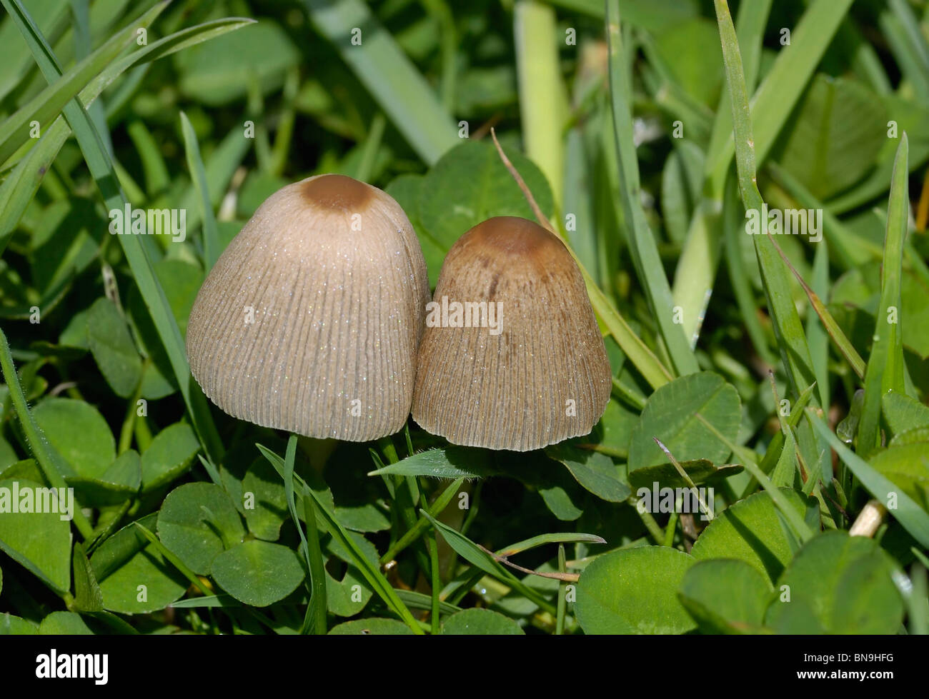 Two Glistening Inkcap fungi in grass - Coprinus micaceus Stock Photo ...