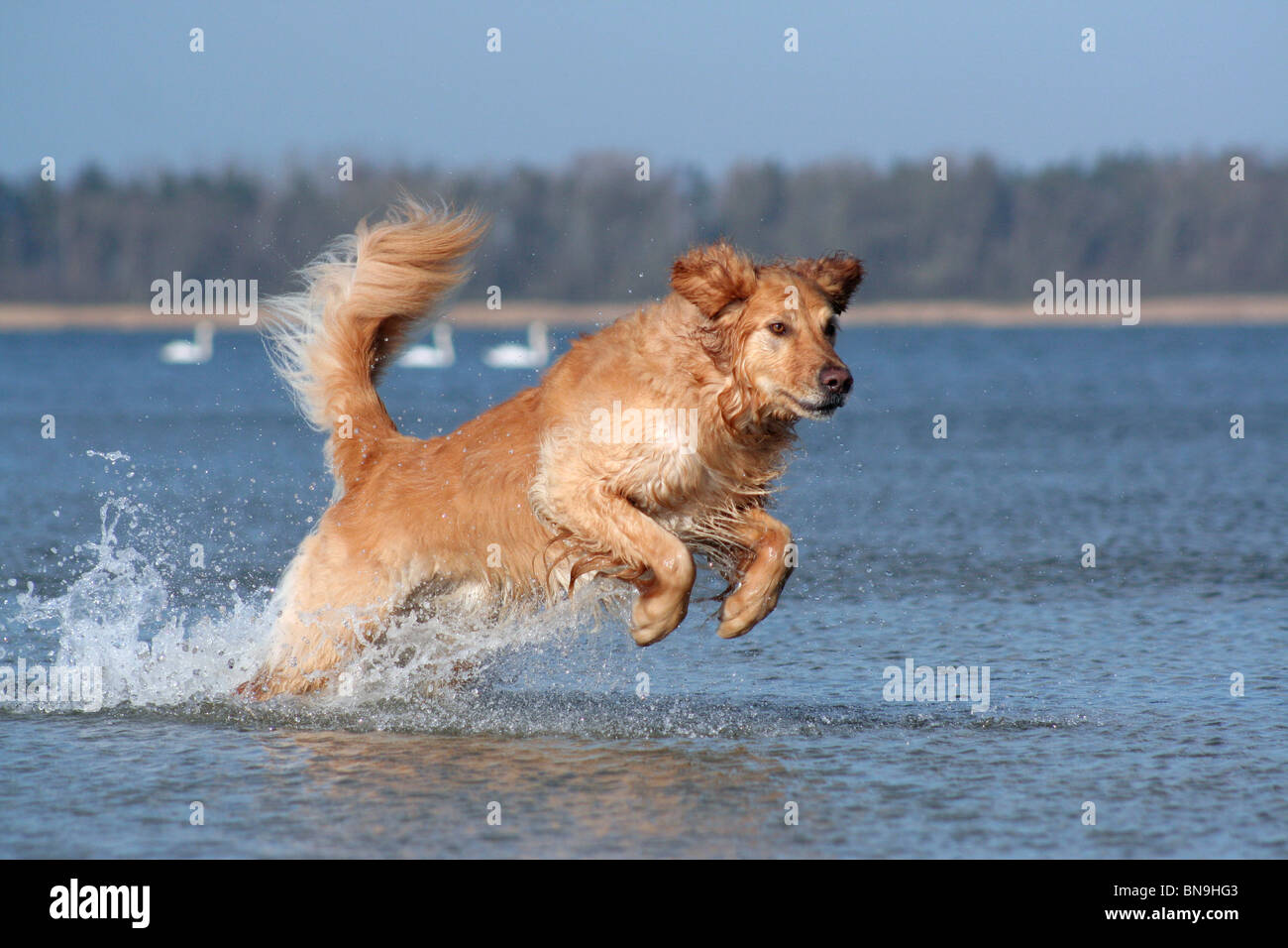 Golden retrievers running on hi-res stock photography and images - Alamy