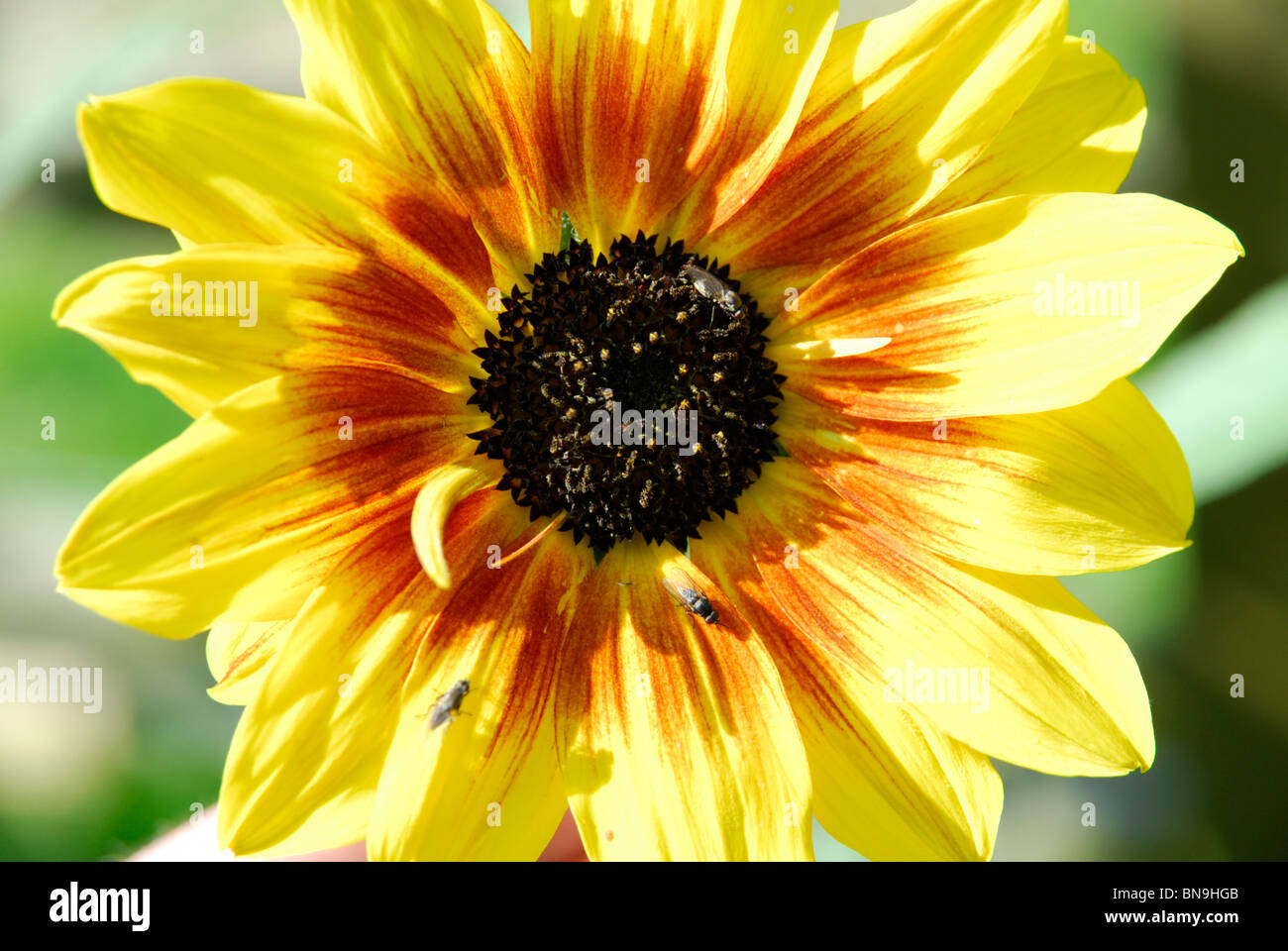 Sunflower with two Flies Feeding Stock Photo - Alamy