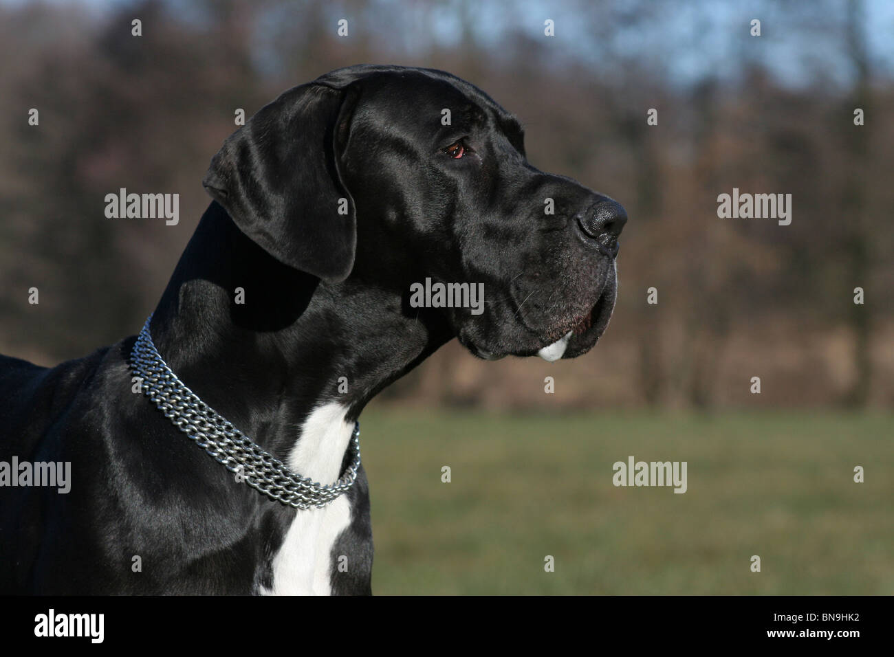 Great Dane Portrait Stock Photo - Alamy