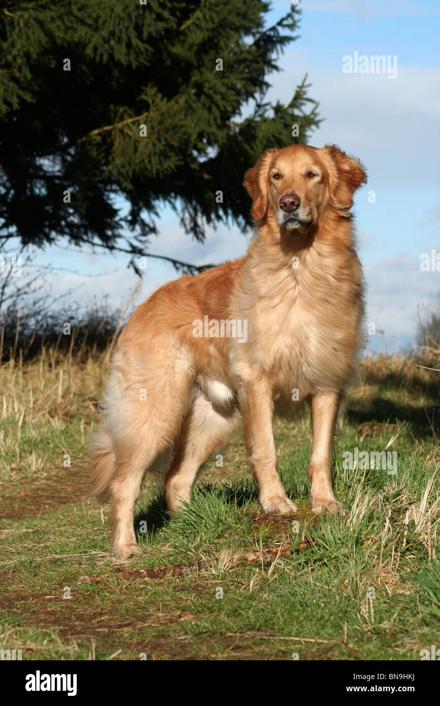 standing Golden Retriever Stock Photo - Alamy