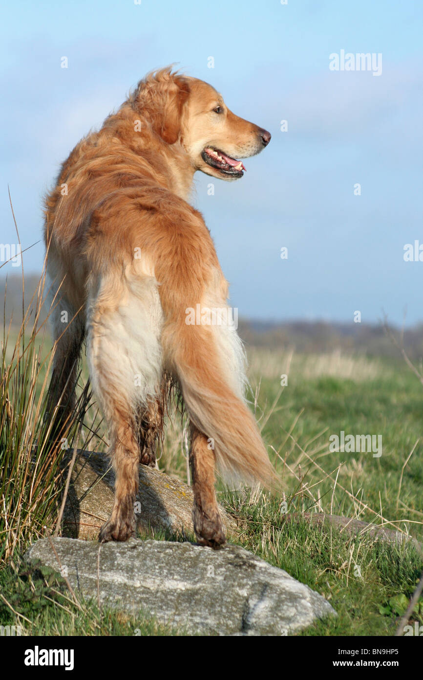 standing Golden Retriever Stock Photo - Alamy
