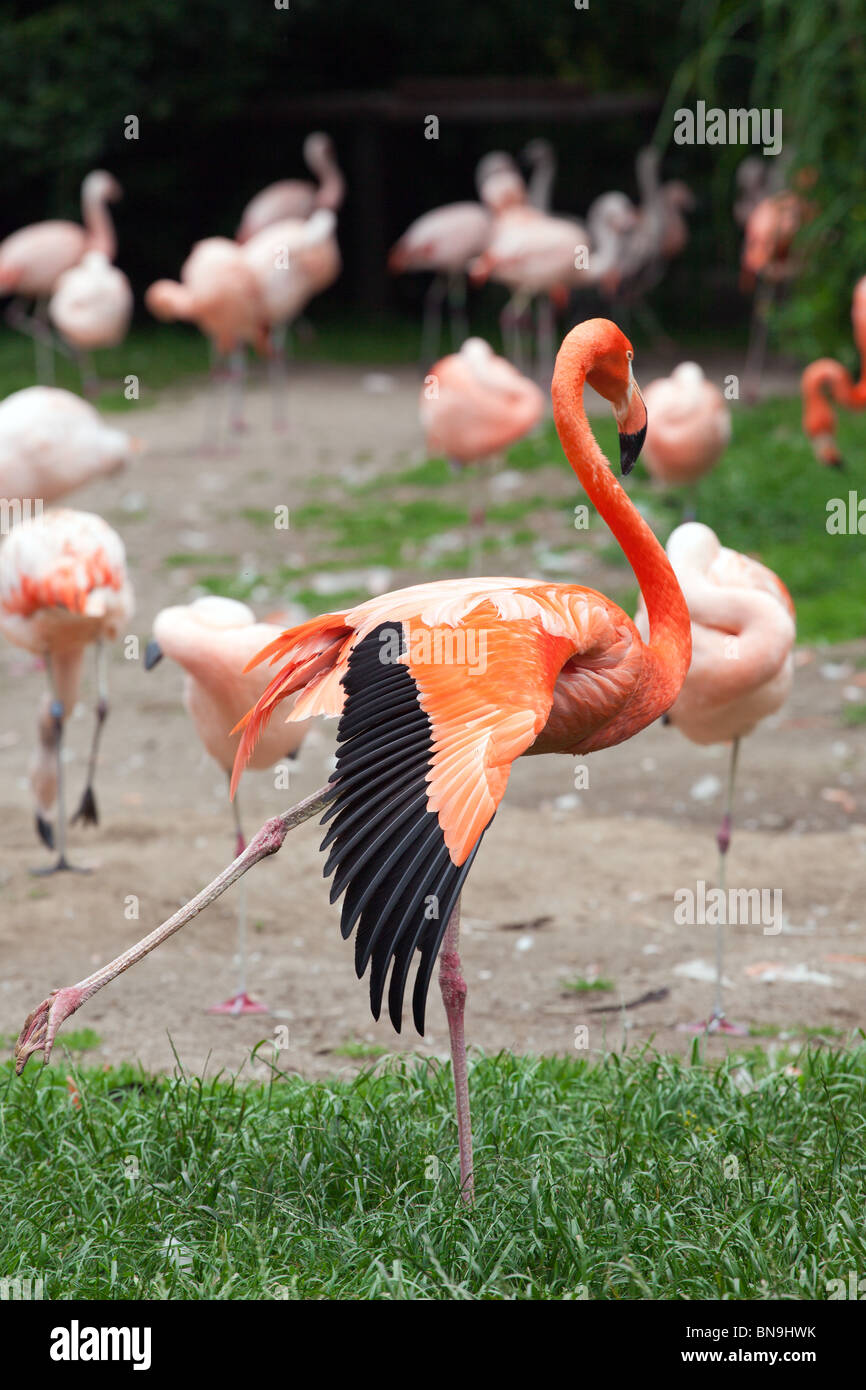 flamingo at zoo Stock Photo - Alamy
