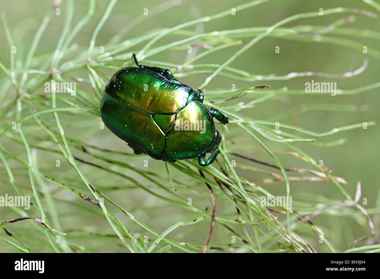 A shiny Protaetia aeruginosa beetle Stock Photo - Alamy