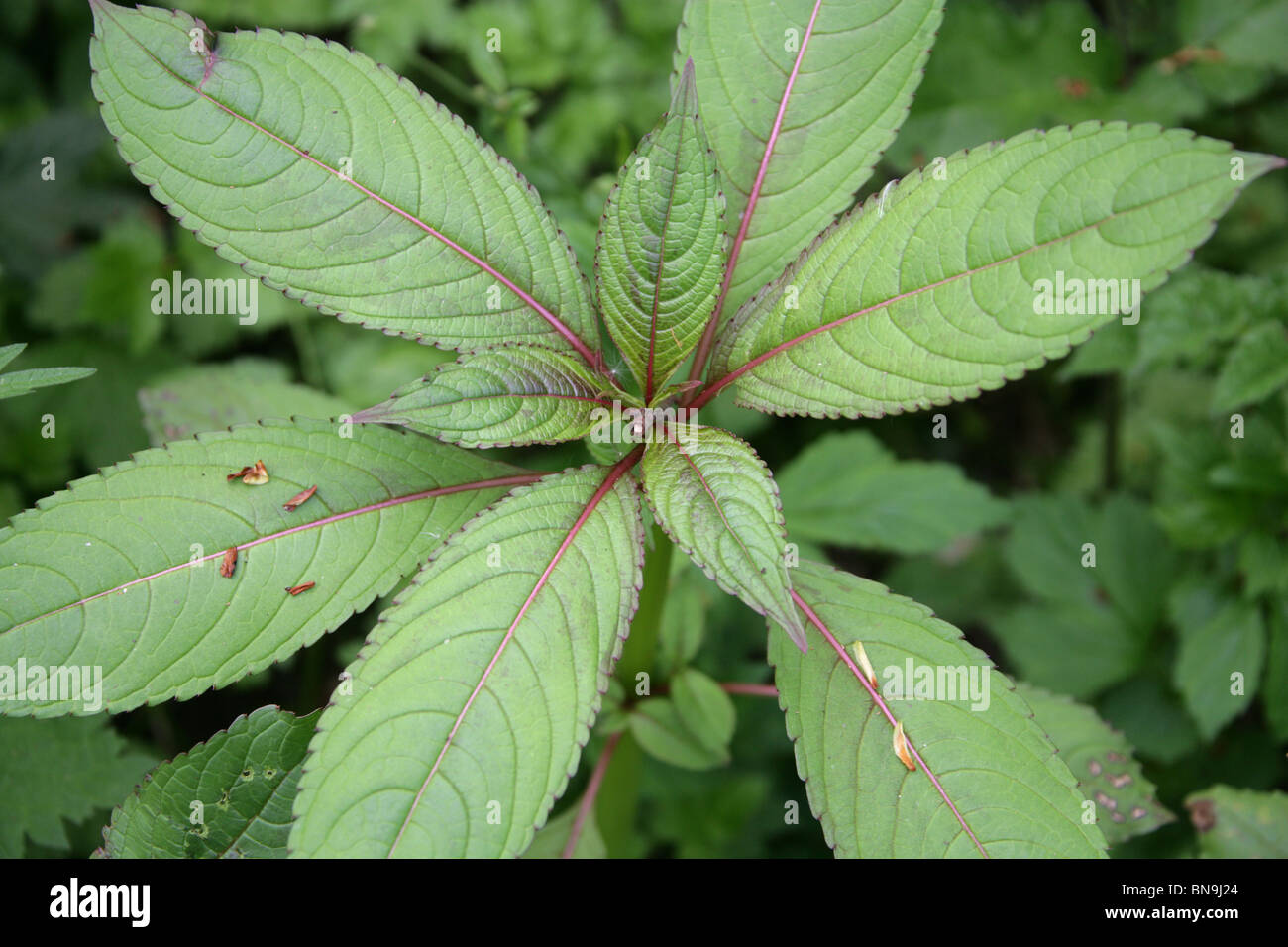 Himalayan Balsam, Impatiens glandulifera, Balsaminaceae. Young Plants ...