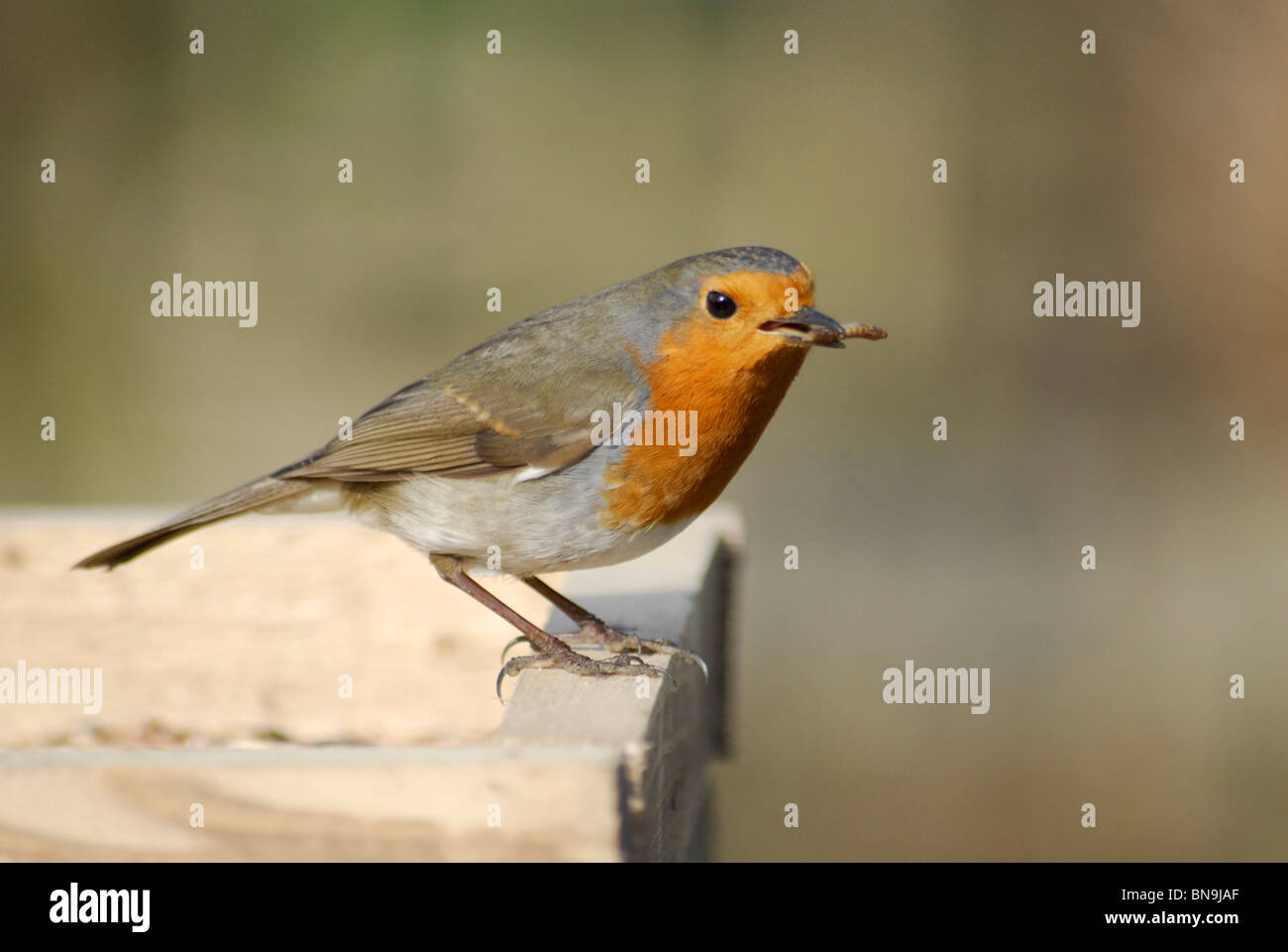 Robin on Garden Bird Table with Mealworm Stock Photo - Alamy