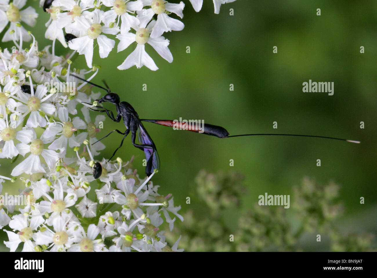 Predatory Wasp, Gasteruption jaculator, Gasteruptiidae, Evanioidea ...