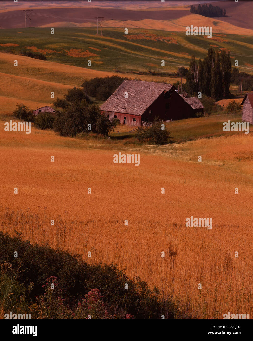 Barn with Wheat Field Stock Photo - Alamy