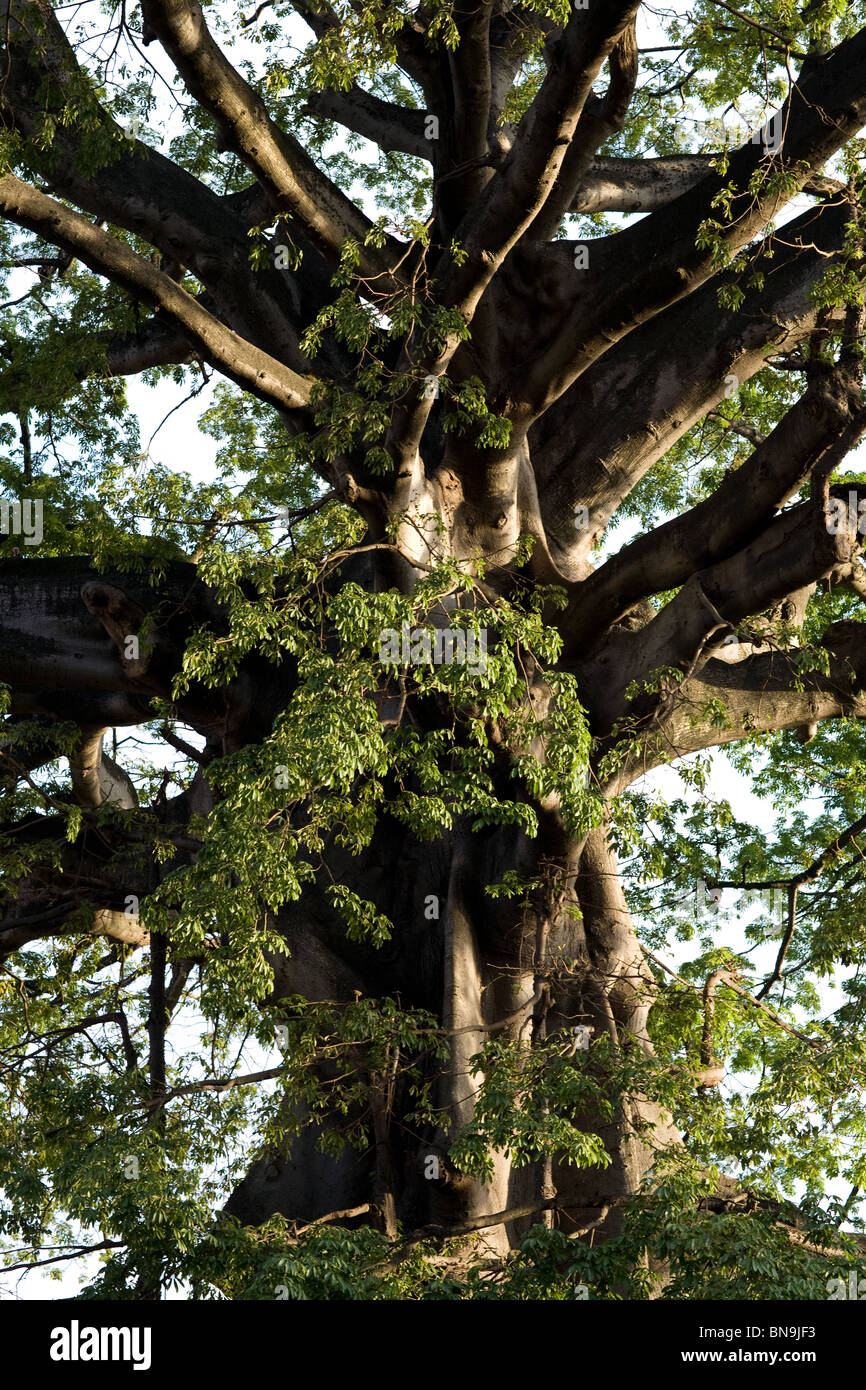 Cotton tree freetown sierra leone hi-res stock photography and images ...