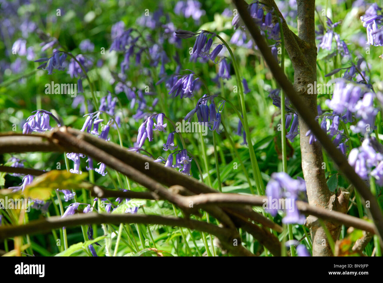 Spring in Bluebell Woods, Mid Wales Stock Photo - Alamy