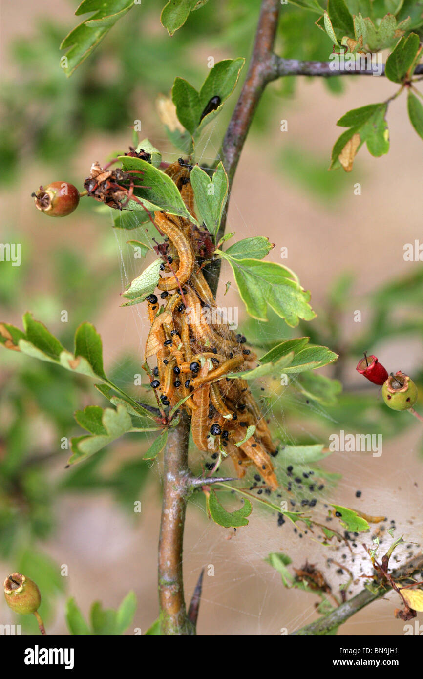 Social Pear Sawfly Larvae, Neurotoma saltuum (syn. Tenthredo ...
