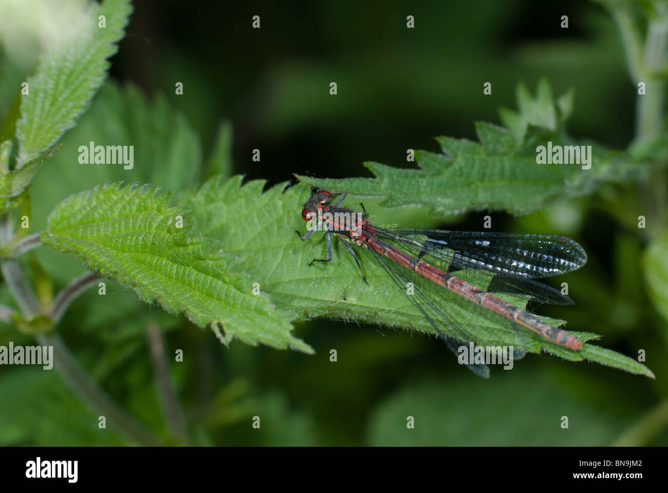Adult damselfly hi-res stock photography and images - Alamy