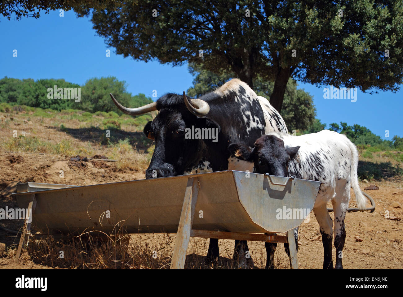 Cattle farming in spain hi-res stock photography and images - Alamy