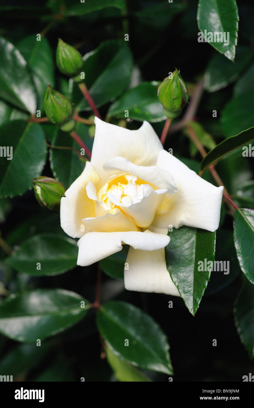 Old fashioned pale yellow climbing rose (Rosa 'Madame Alfred Carrière ...