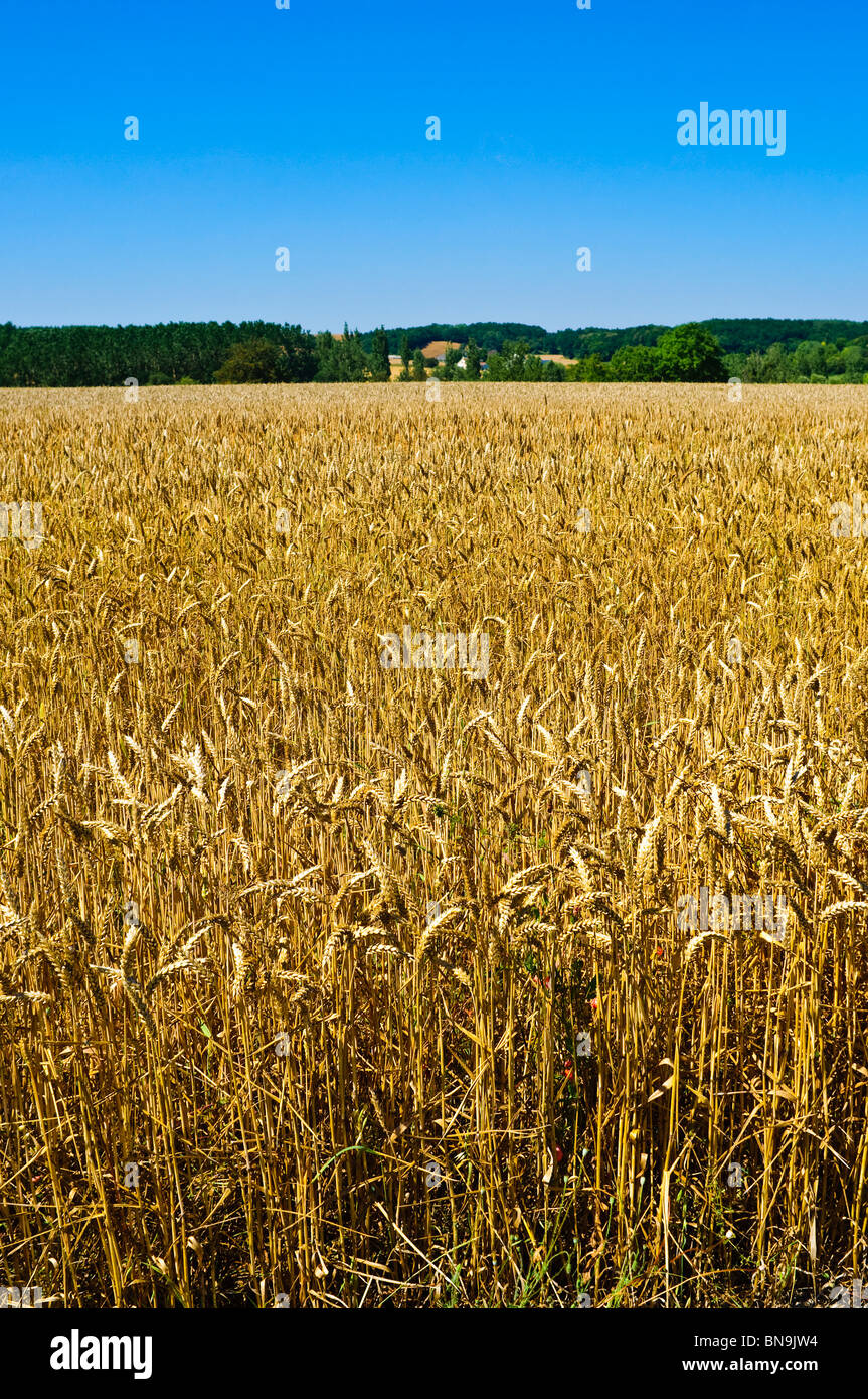 Field Of Corn France High Resolution Stock Photography and Images - Alamy