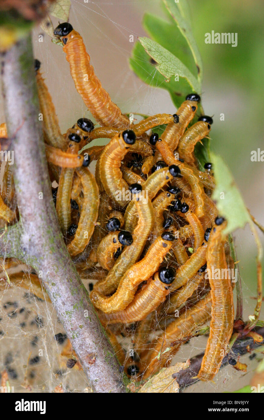 Social Pear Sawfly Larvae, Neurotoma saltuum (syn. Tenthredo ...