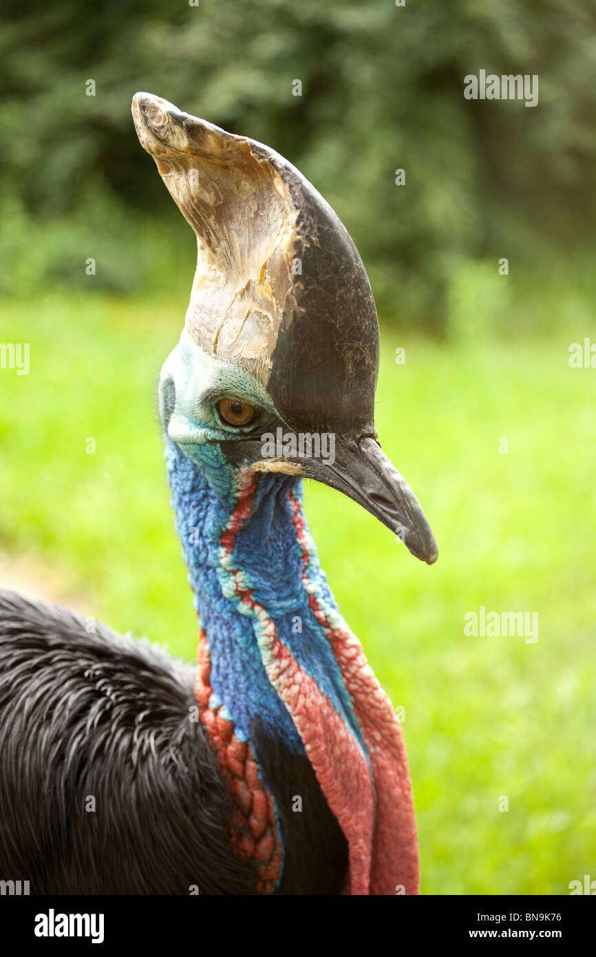 Cassowary species hi-res stock photography and images - Alamy