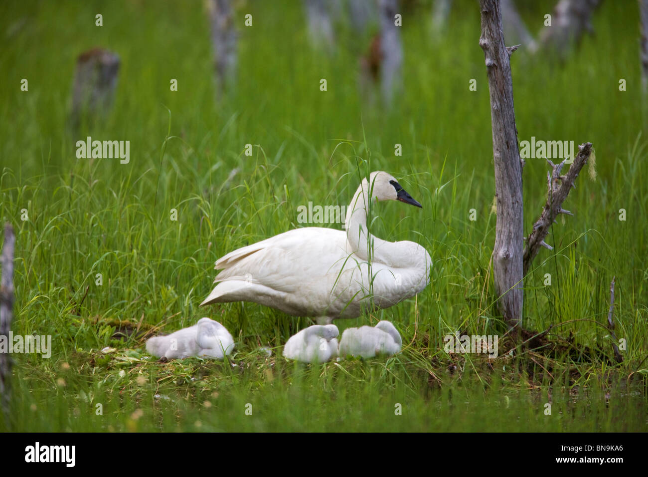Swan service hi-res stock photography and images - Alamy