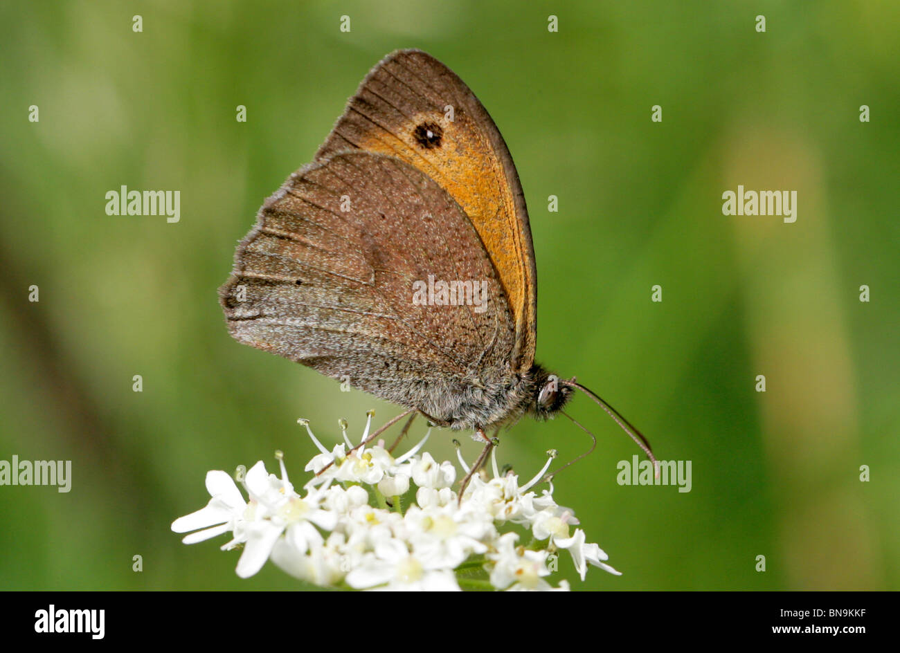 Meadow Brown Butterfly, Maniola jurtina, Nymphalidae, Lepidoptera Stock ...