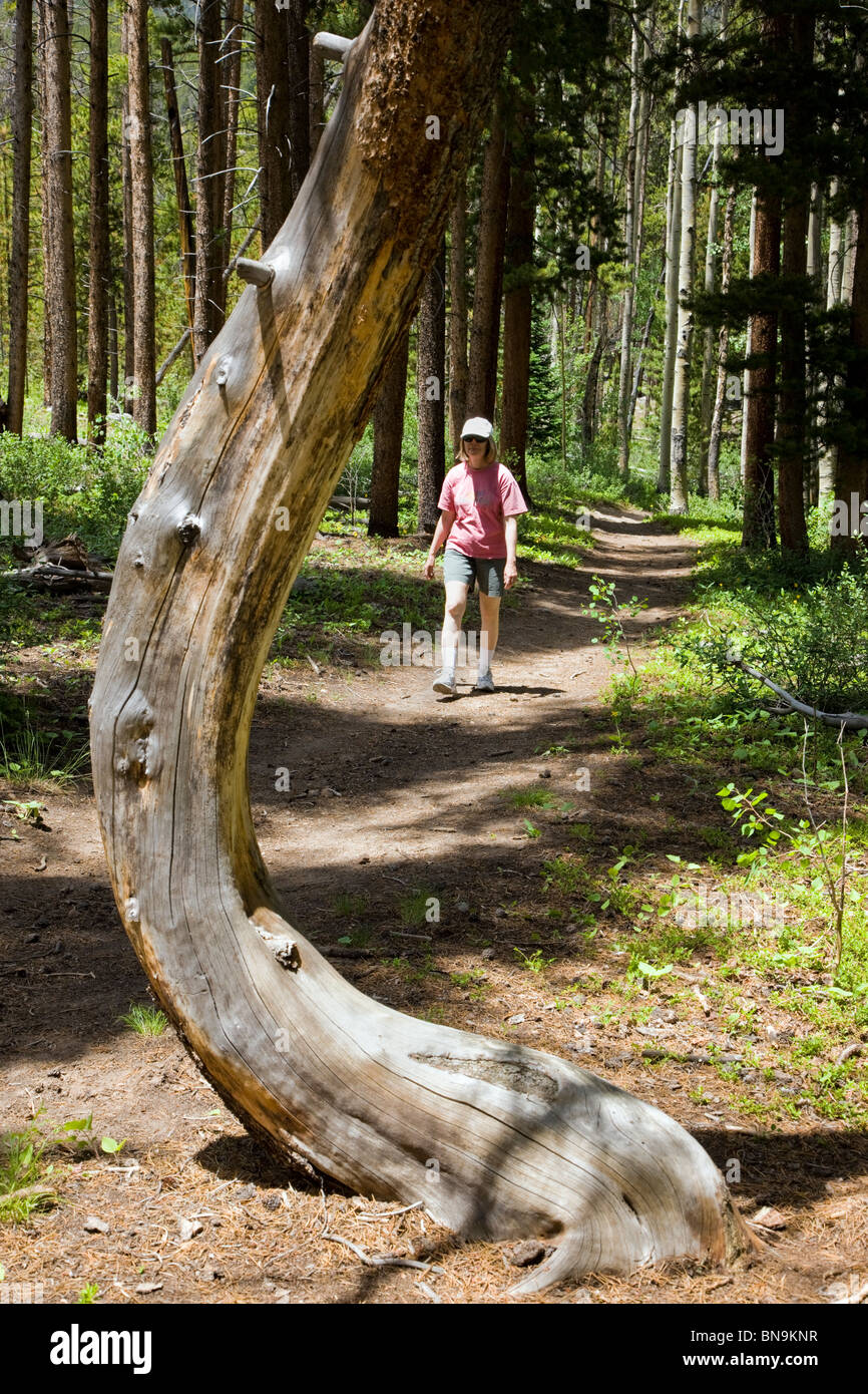 Curved tree trunk hi-res stock photography and images - Alamy