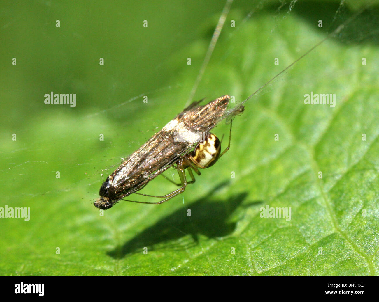 Spider Wrapping Up a Moth with Very Long Antennae Stock Photo - Alamy