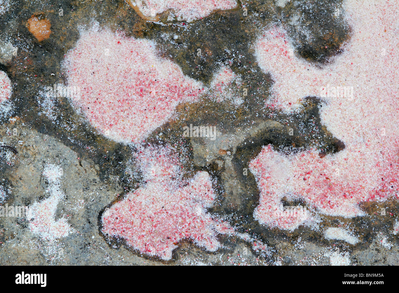 pink white beach sand texture over rock in Formentera Illetes Stock ...