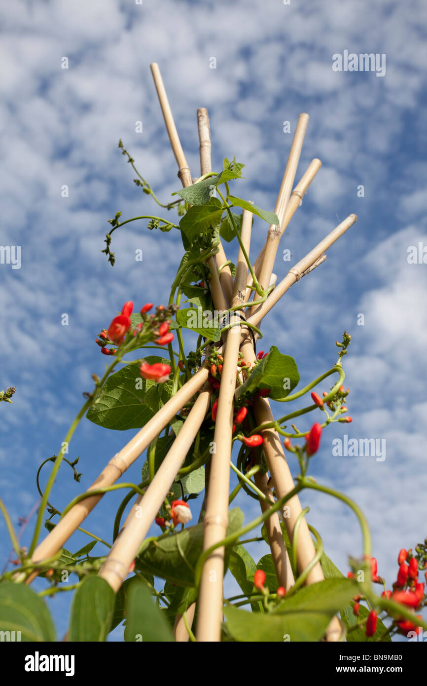 bamboo canes holding up runner beans Stock Photo - Alamy