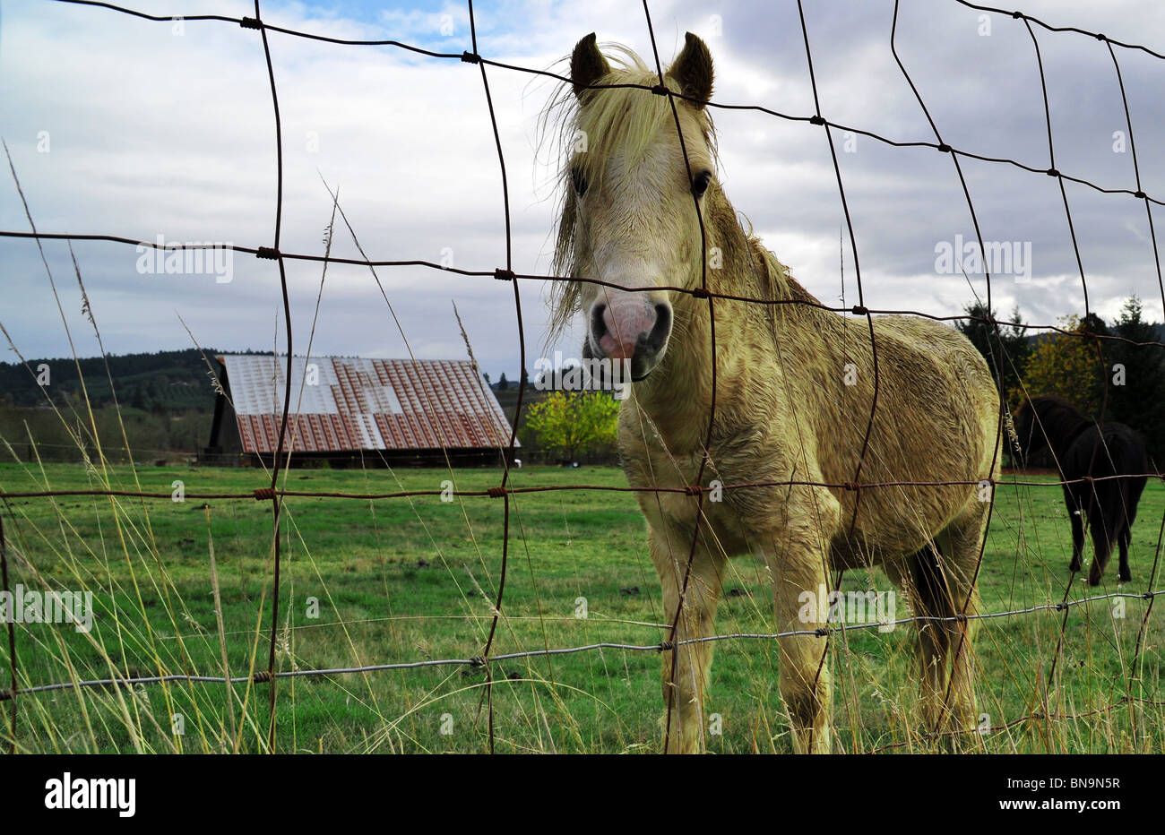 Domesticated horse pony in front of barn Stock Photo - Alamy