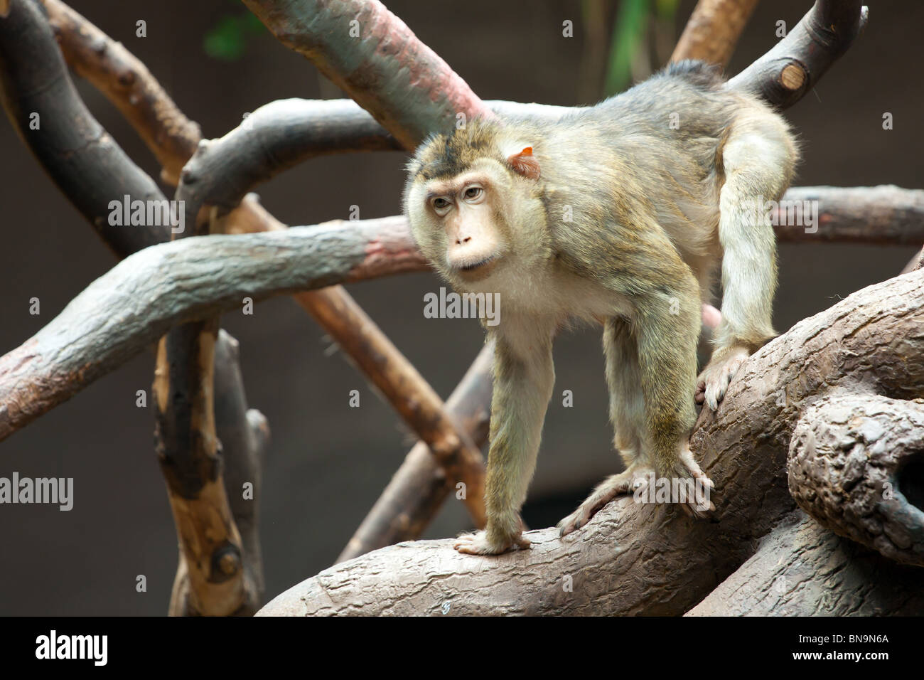 macaque at zoo Stock Photo - Alamy