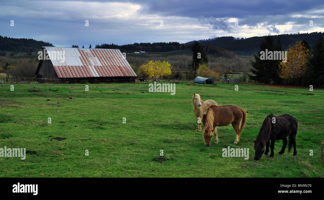 Farm animals eating grass hi-res stock photography and images - Alamy